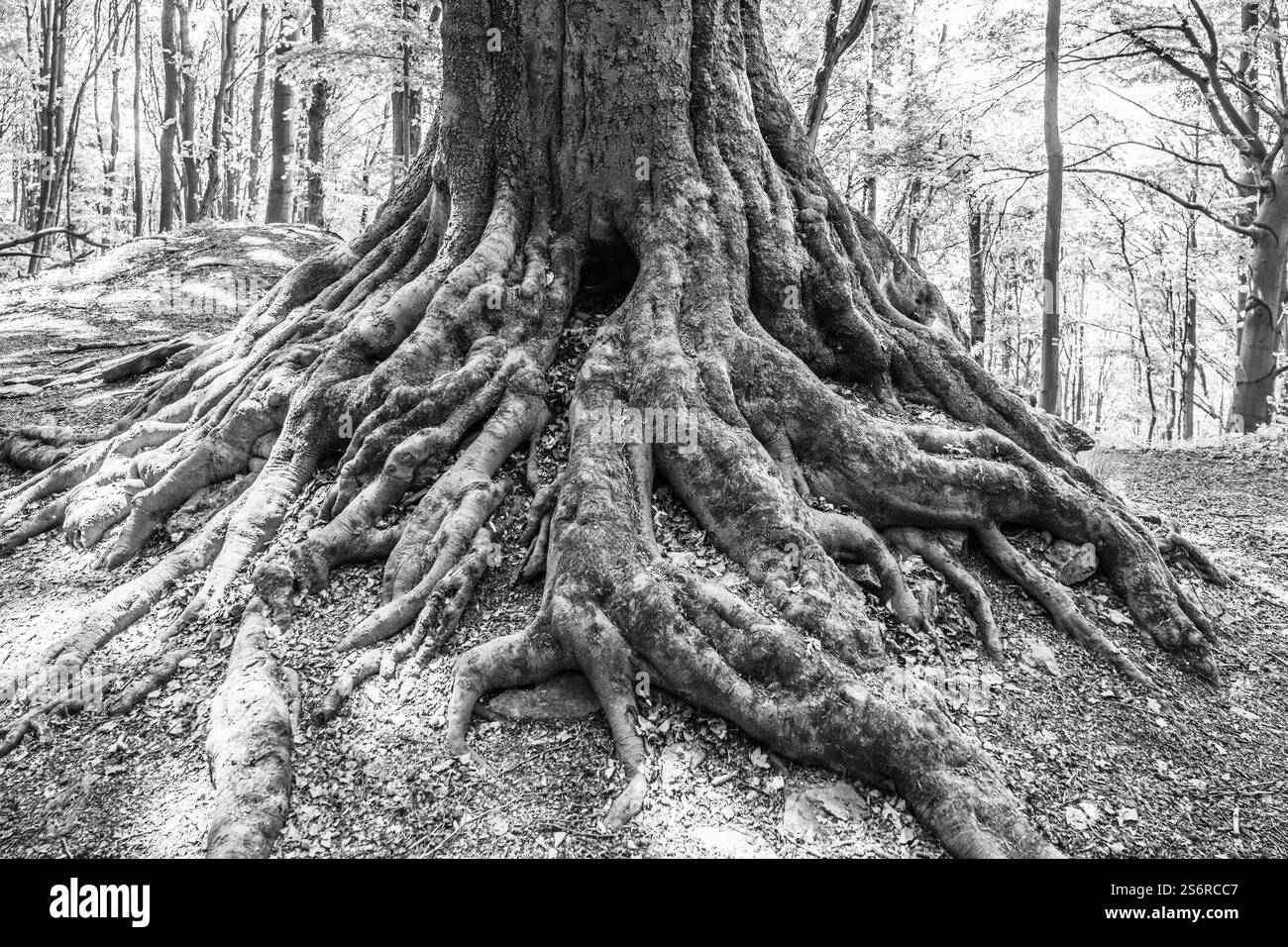 The gnarled roots of an old tree twist and spread out, creating a ...