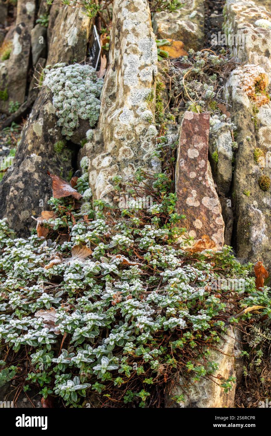 Natural close up, semi-abstract, patterns in nature / plantlike ...