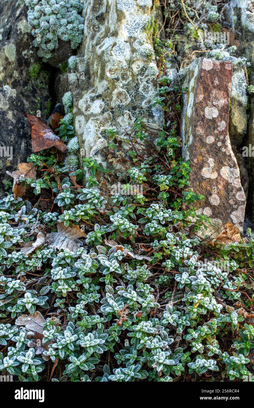 Natural close up, semi-abstract, patterns in nature / plantlike ...