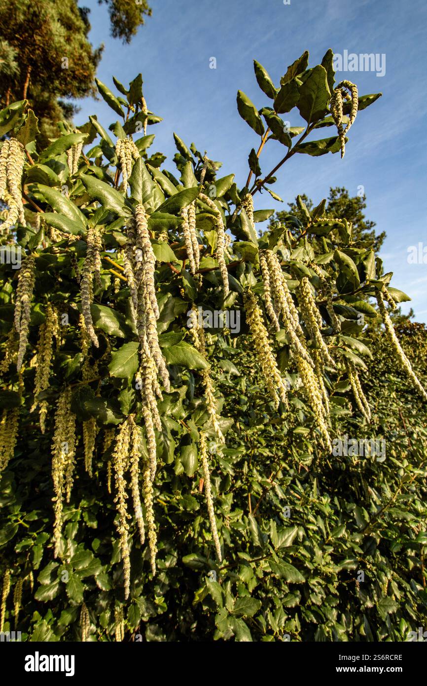 Natural close up plant portrait of the stunning long catkins of Garrya ...