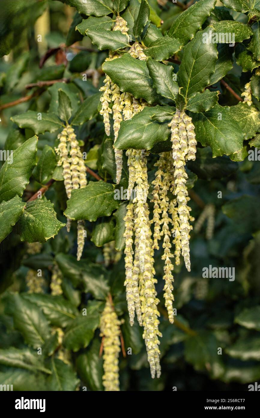 Natural close up plant portrait of the stunning long catkins of Garrya ...