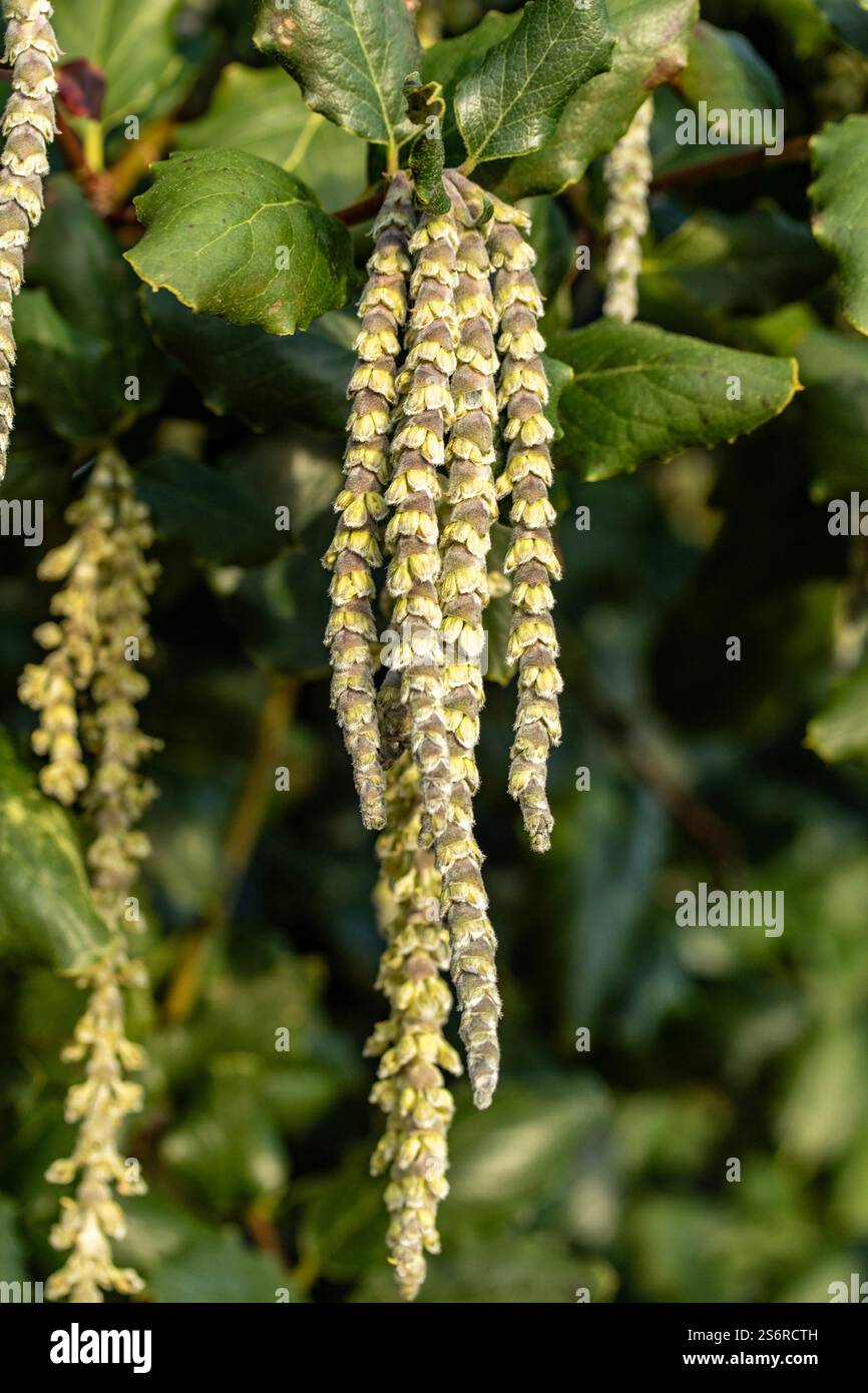 Natural close up plant portrait of the stunning long catkins of Garrya ...