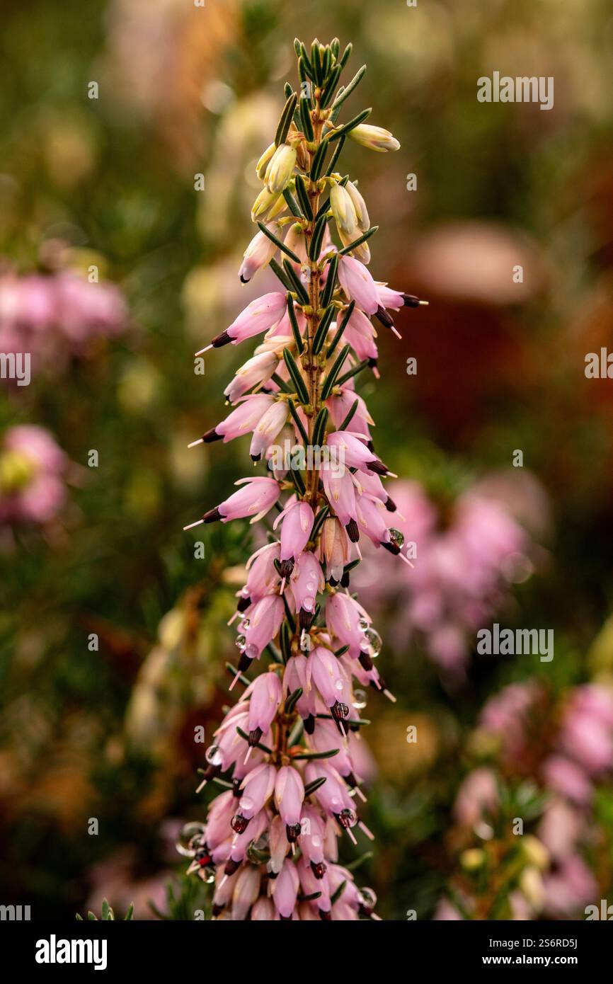 Natural close up flowering plant portrait of the pretty Erica x ...