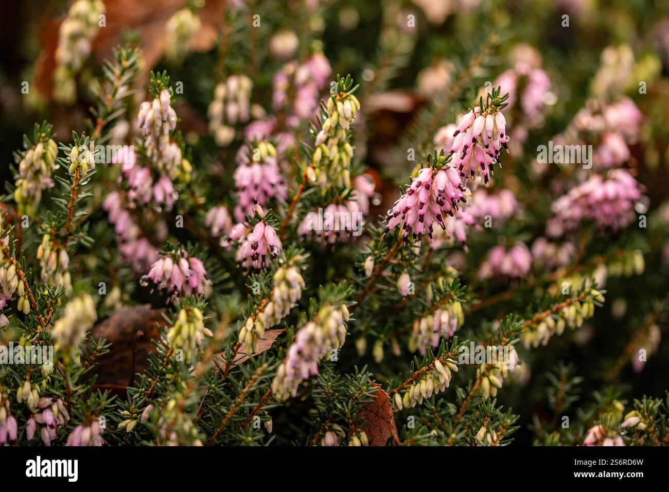 Natural close up flowering plant portrait of the pretty Erica x ...