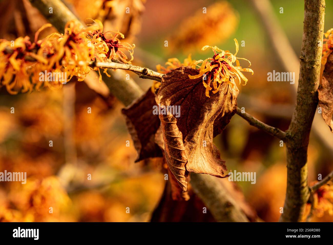 Deeply attractive Hamamelis x Intermedia ‘Harry’ flowers in early ...