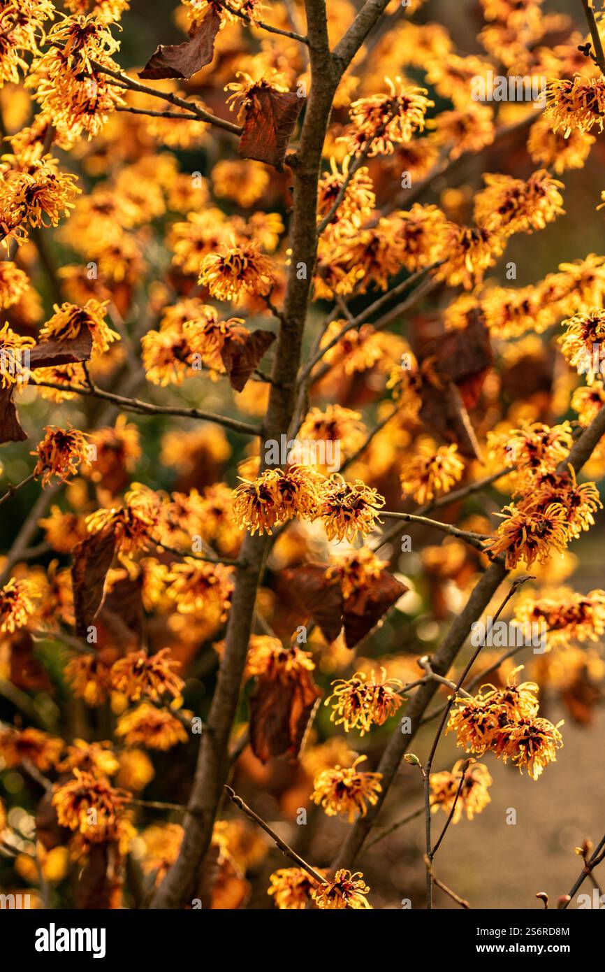 Deeply attractive Hamamelis x Intermedia ‘Harry’ flowers in early ...