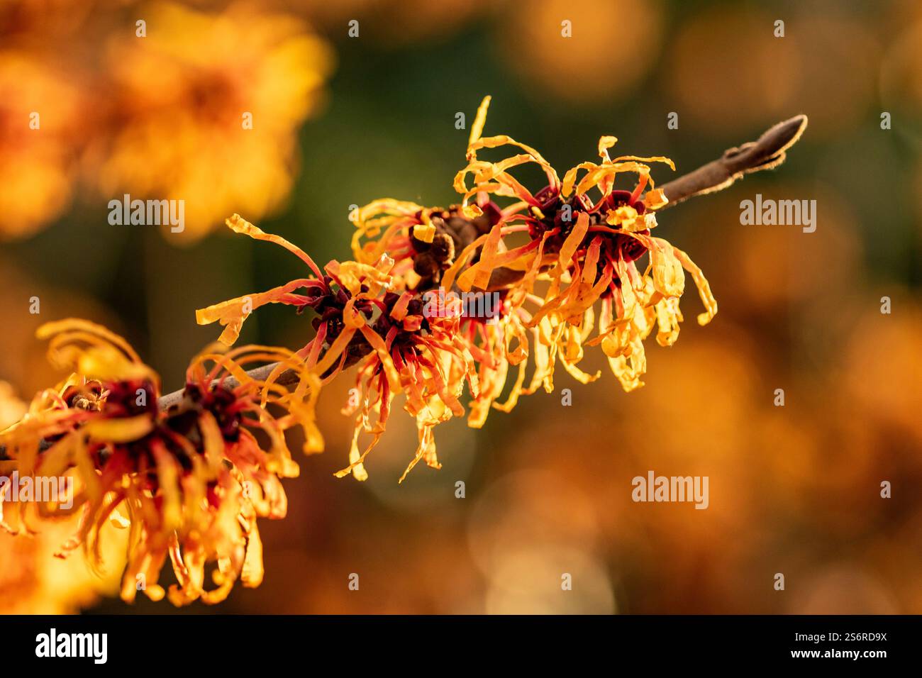 Deeply attractive Hamamelis x Intermedia ‘Harry’ flowers in early ...