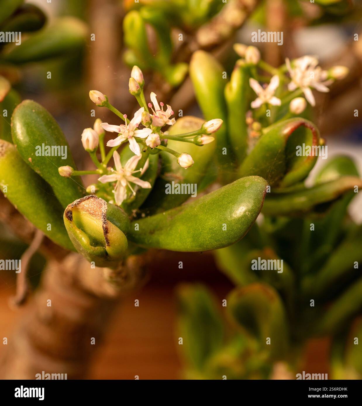 Natural close up flowering, small white flowers, plant portrait of ...
