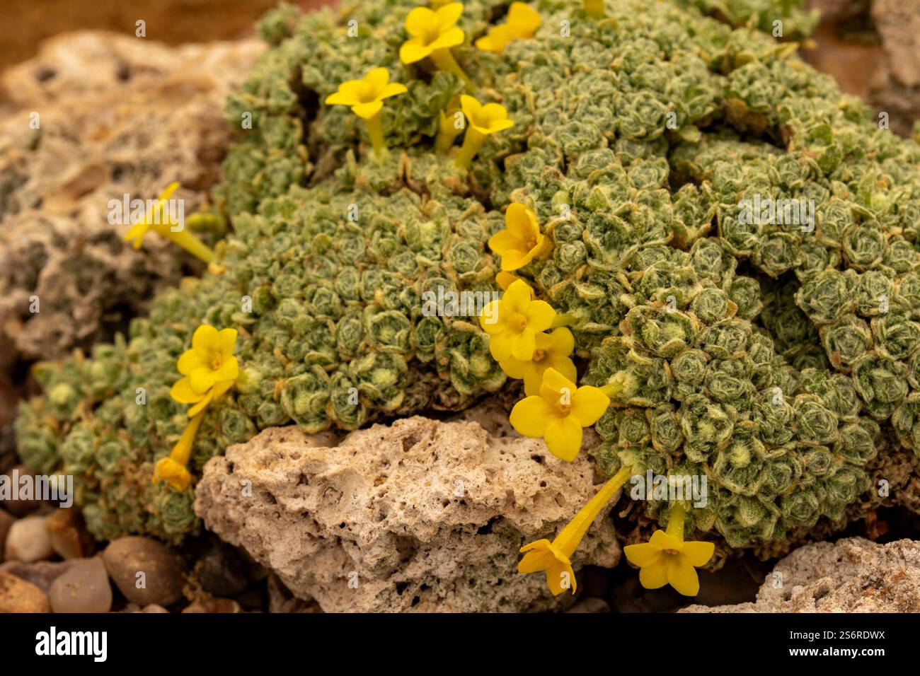 Delightful Dionysia Tapetodes in bloom with some negative space ...