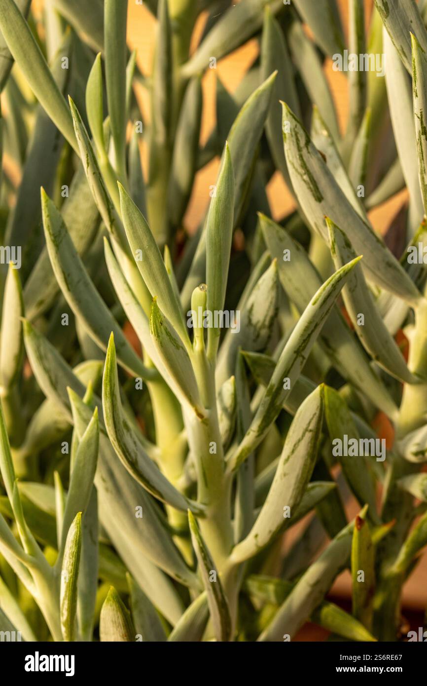Senecio ficoides mount everest hi-res stock photography and images - Alamy