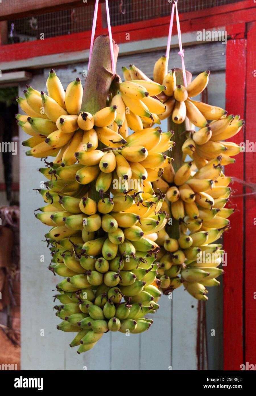 Bananas hanging outside a market stall at Chow Kit Market in Kuala ...