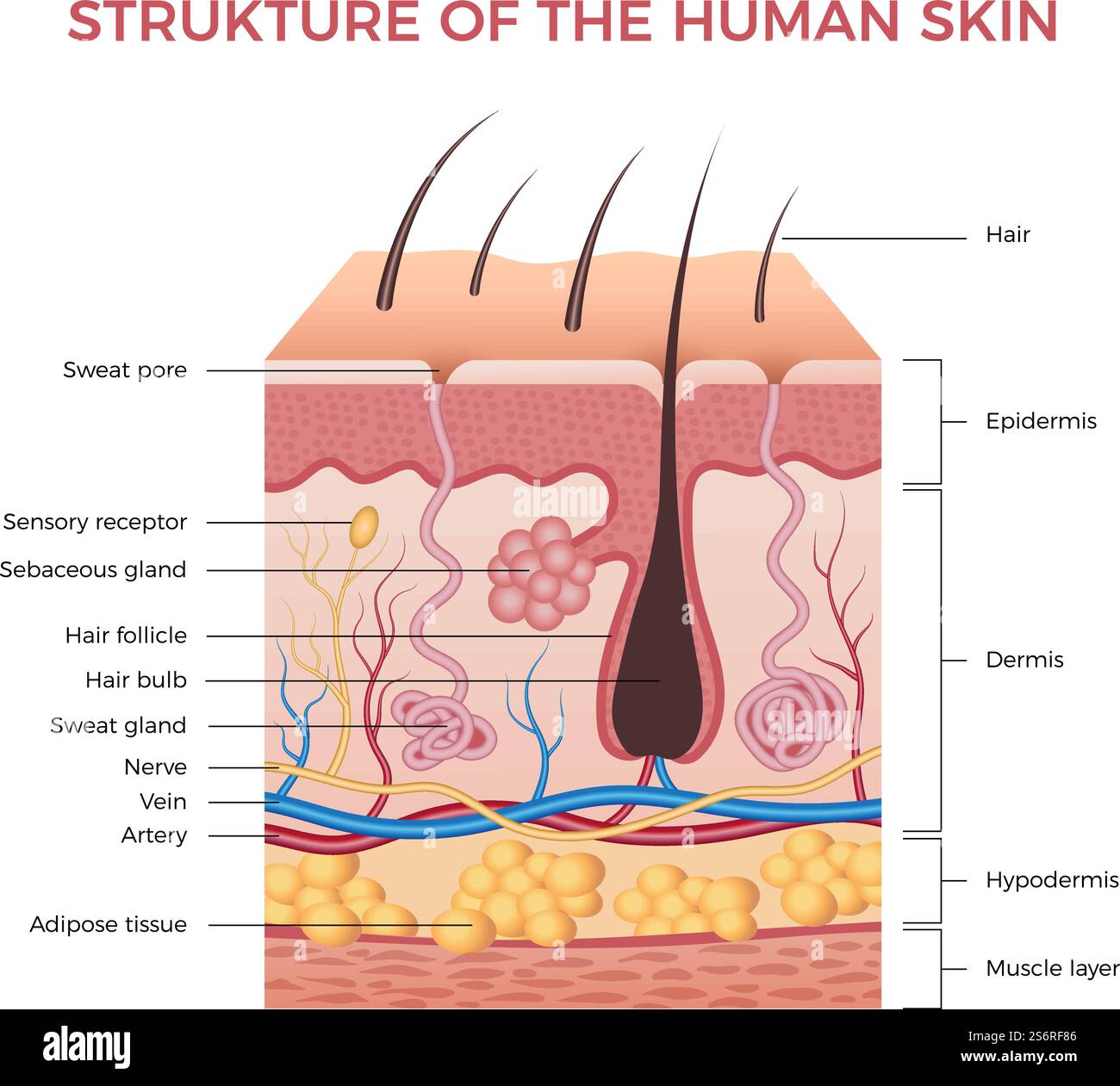 Skin anatomy. Human normal skin dermis epidermis adipose layers recent vector biological ...