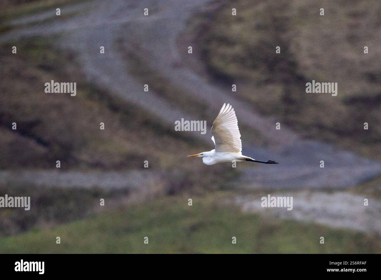 Beautiful great egret flying hi-res stock photography and images - Alamy