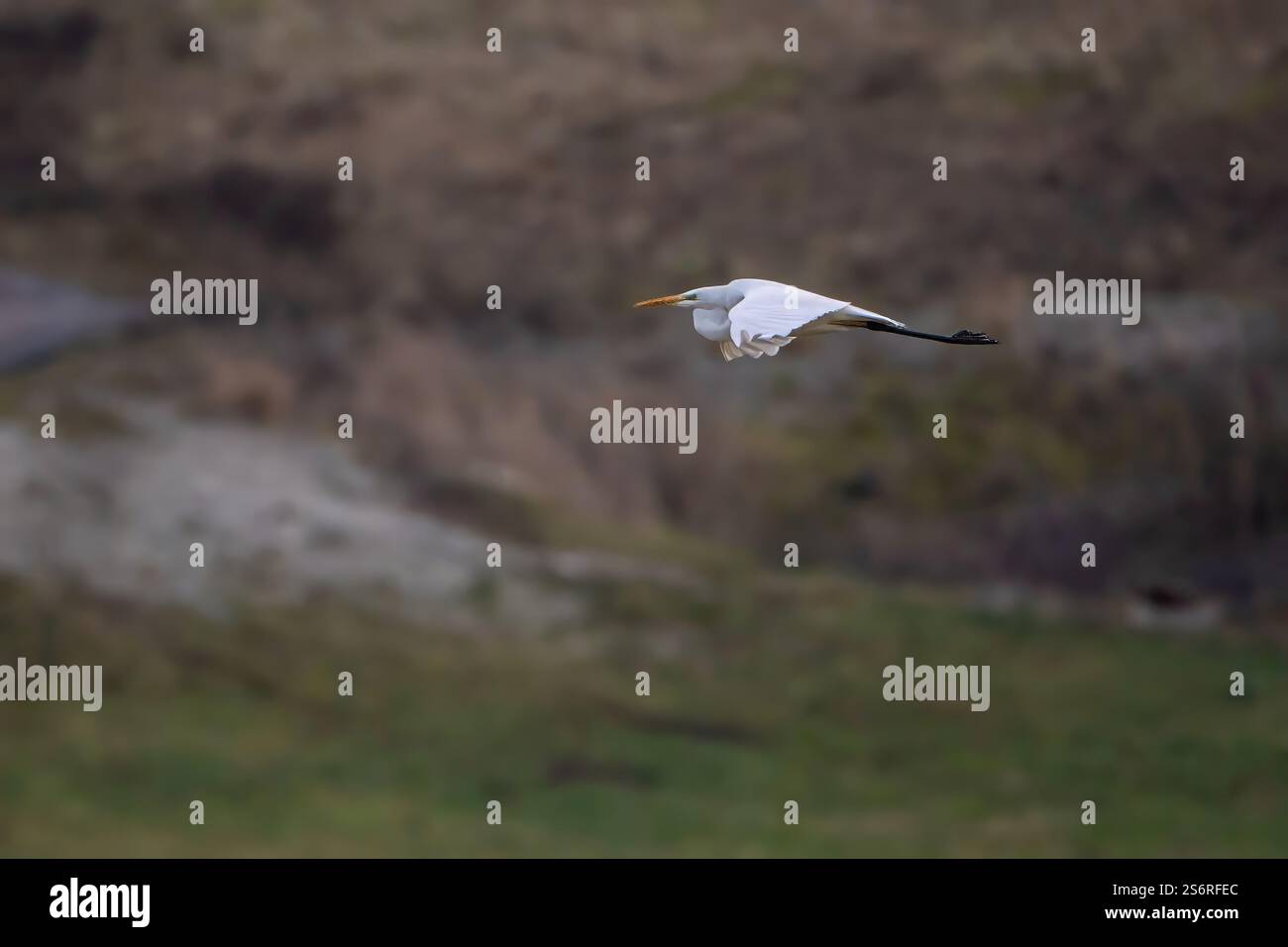 Beautiful great egret flying hi-res stock photography and images - Alamy