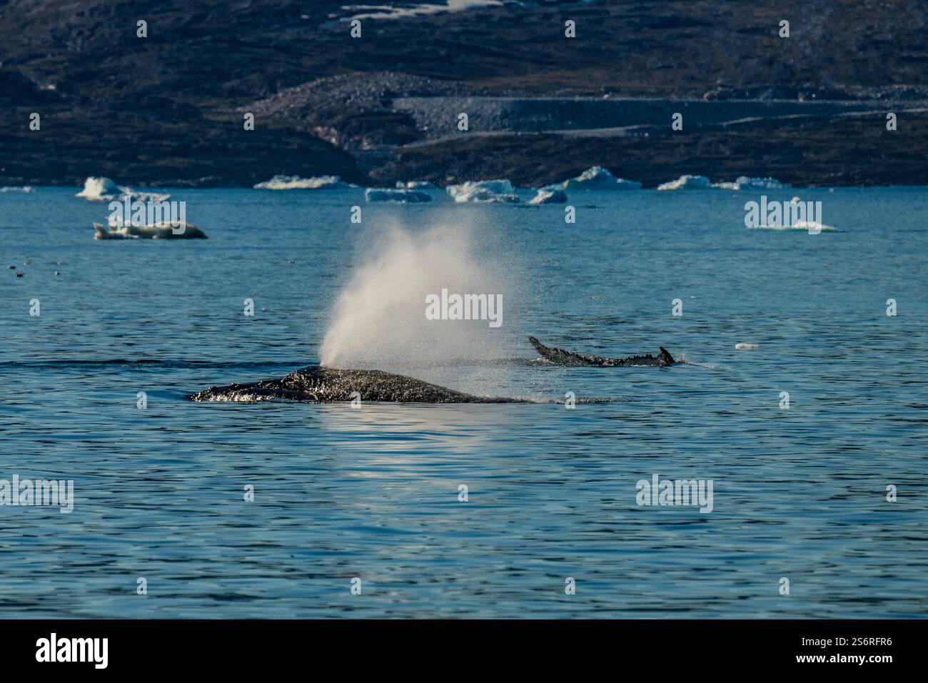 Two humpback whales (Megaptera novaeangliae) swim gracefully in the ...