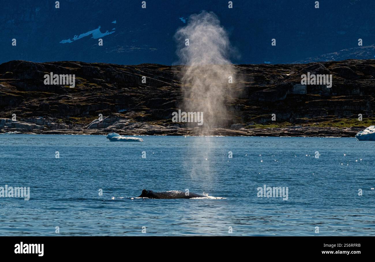A humpback whale (Megaptera novaeangliae) gracefully surfaces in the ...