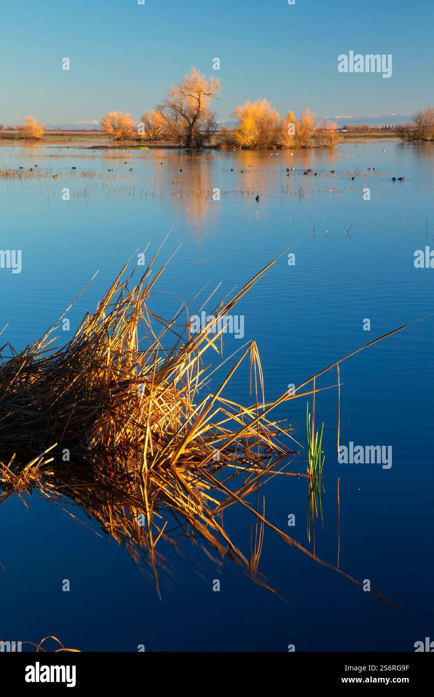 Cattail pond, Merced National Wildlife Refuge, California Stock Photo ...