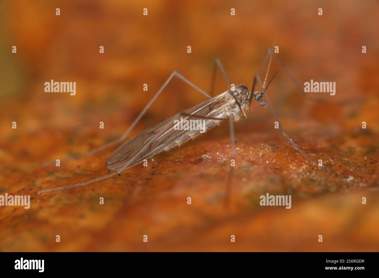 Winter cranefly (Trichocera major) in the leaf litter in December Stock ...