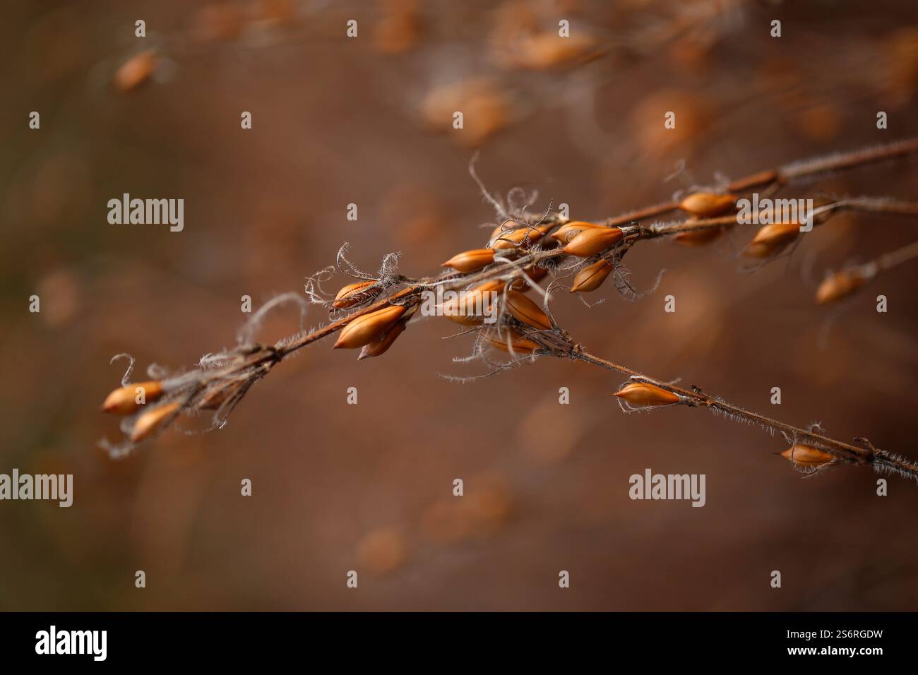 Seed head of the hairy petunia (Ruellia humilis), Acanthaceae Stock ...