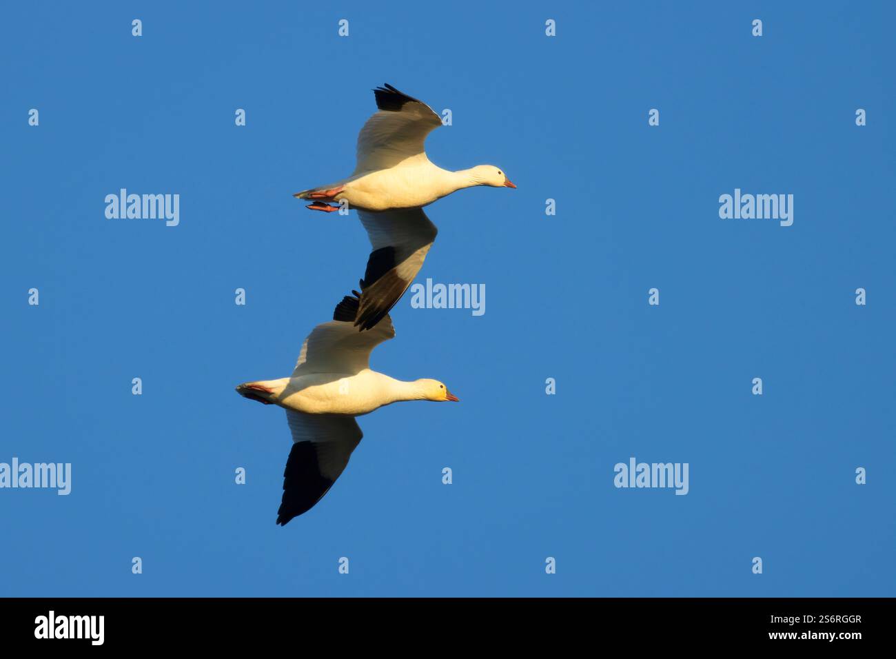 Ross's Geese (Anser rossii), Merced National Wildlife Refuge ...