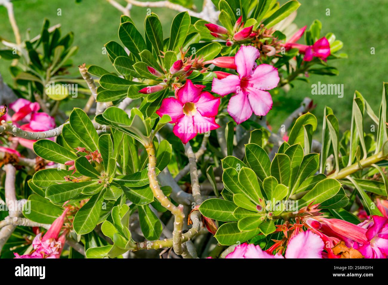 Desert rose, Adenium obesum, park, Al Alam Palace, Muscat, Muscat, Oman ...