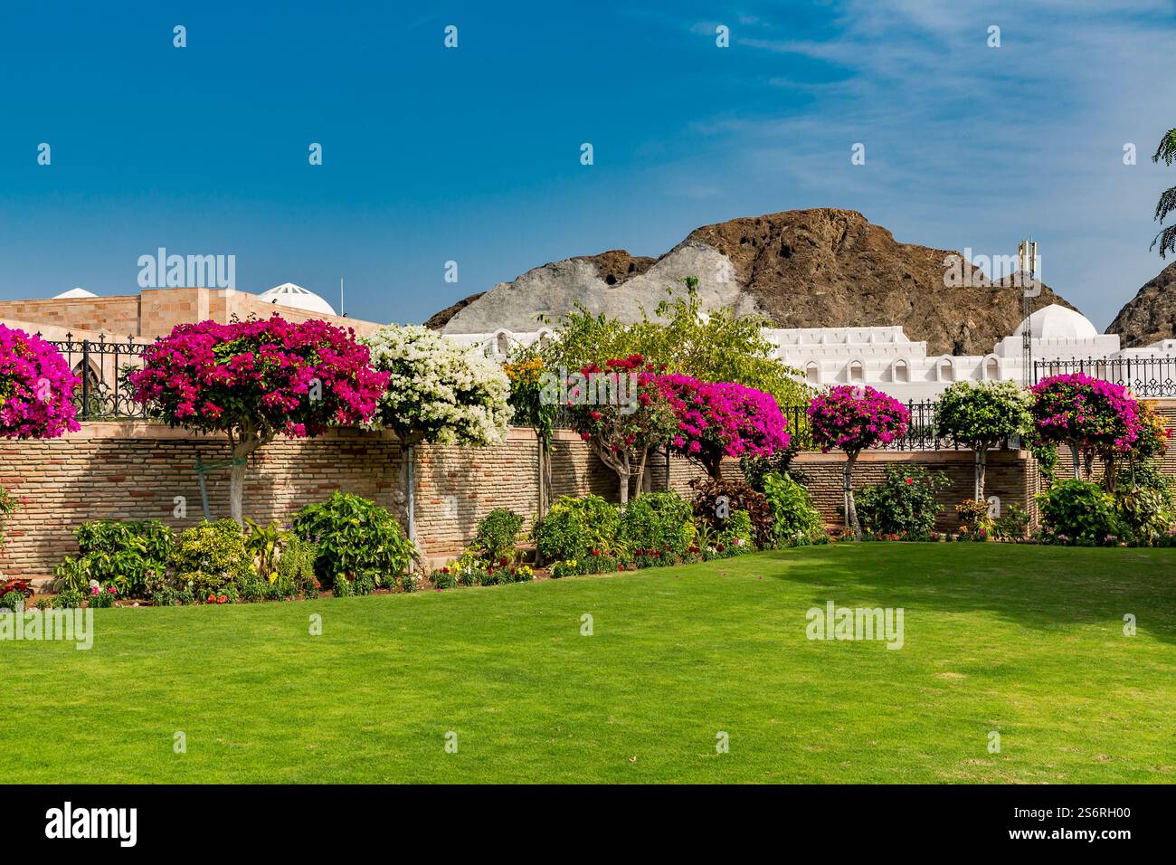 Bougainvillea and roses, park, Al Alam Palace, Muscat, Muscat, Oman ...