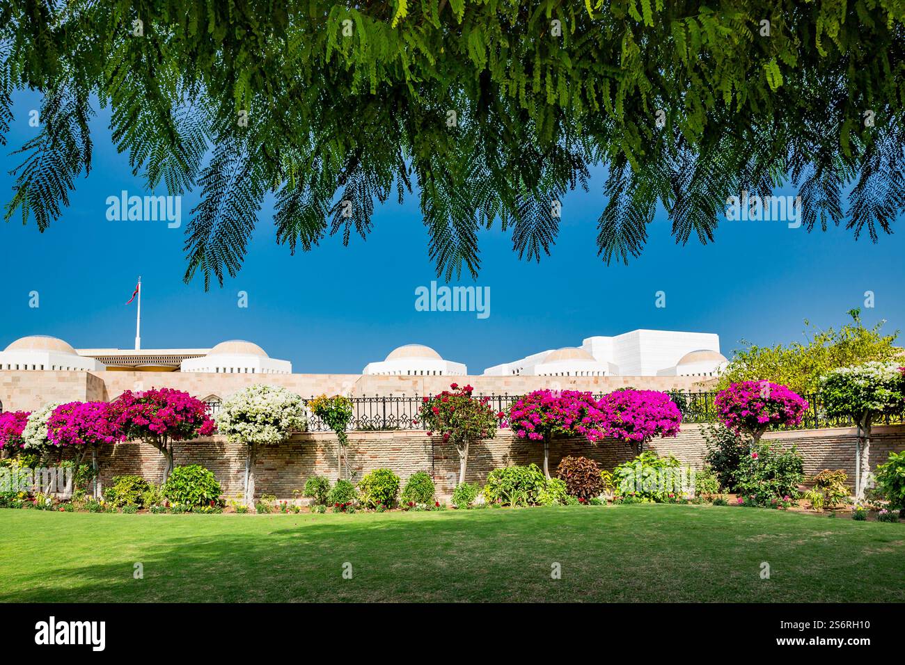 Bougainvillea and roses, park, Al Alam Palace, Muscat, Muscat, Oman ...