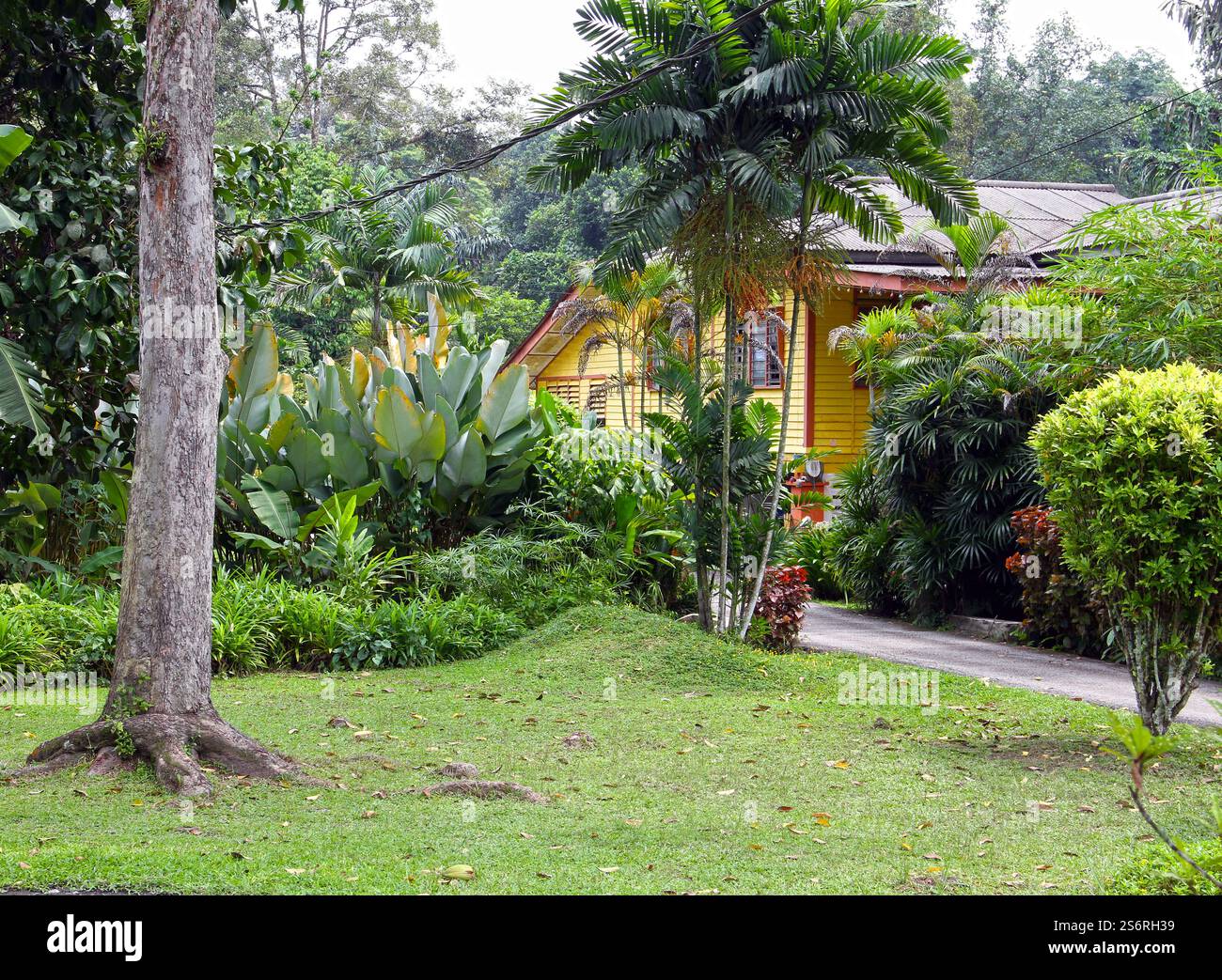 A typical traditional Malay wooden house on stilts in the village of ...