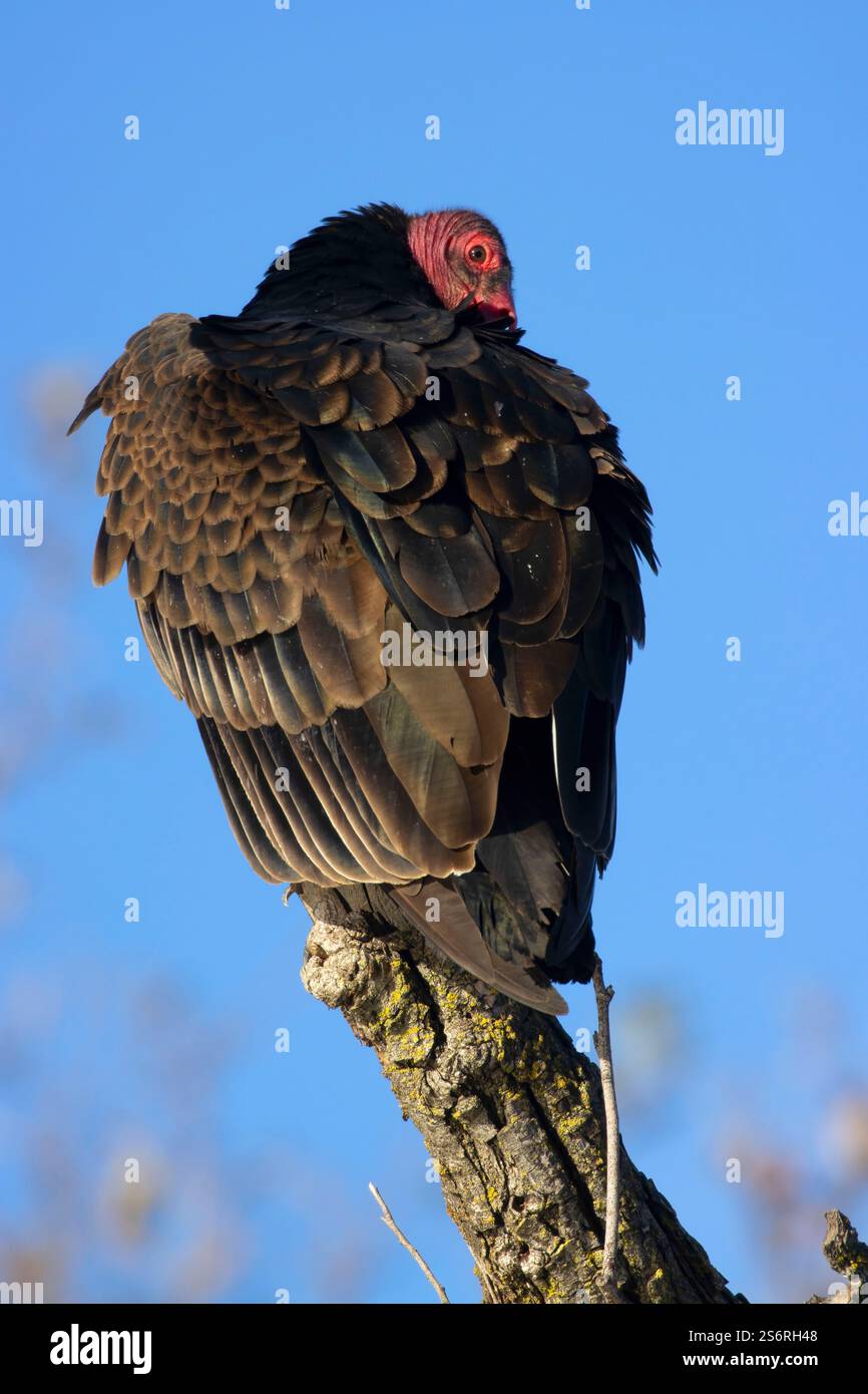 Turkey Vulture (Cathartes aura), Colusa National Wildlife Refuge ...