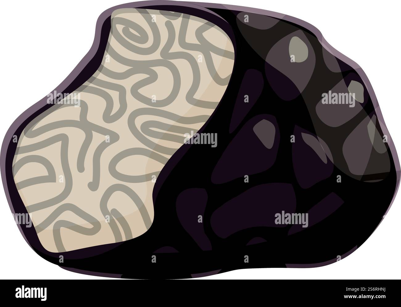 Cuisine truffle icon cartoon vector. Cooking truffle. Fungus mushroom ...