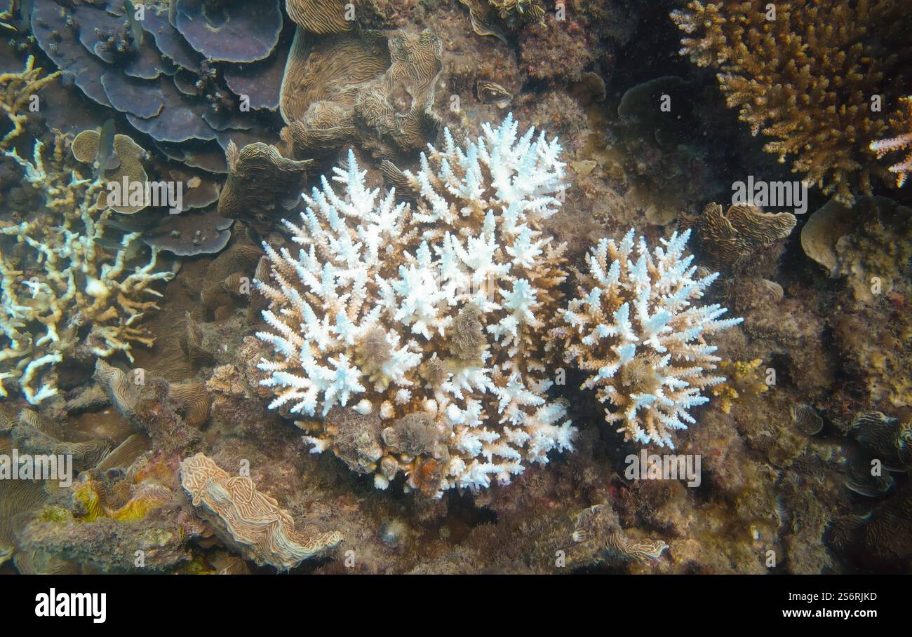 Close-up of a bleaching branching coral reef colony, highlighting ...