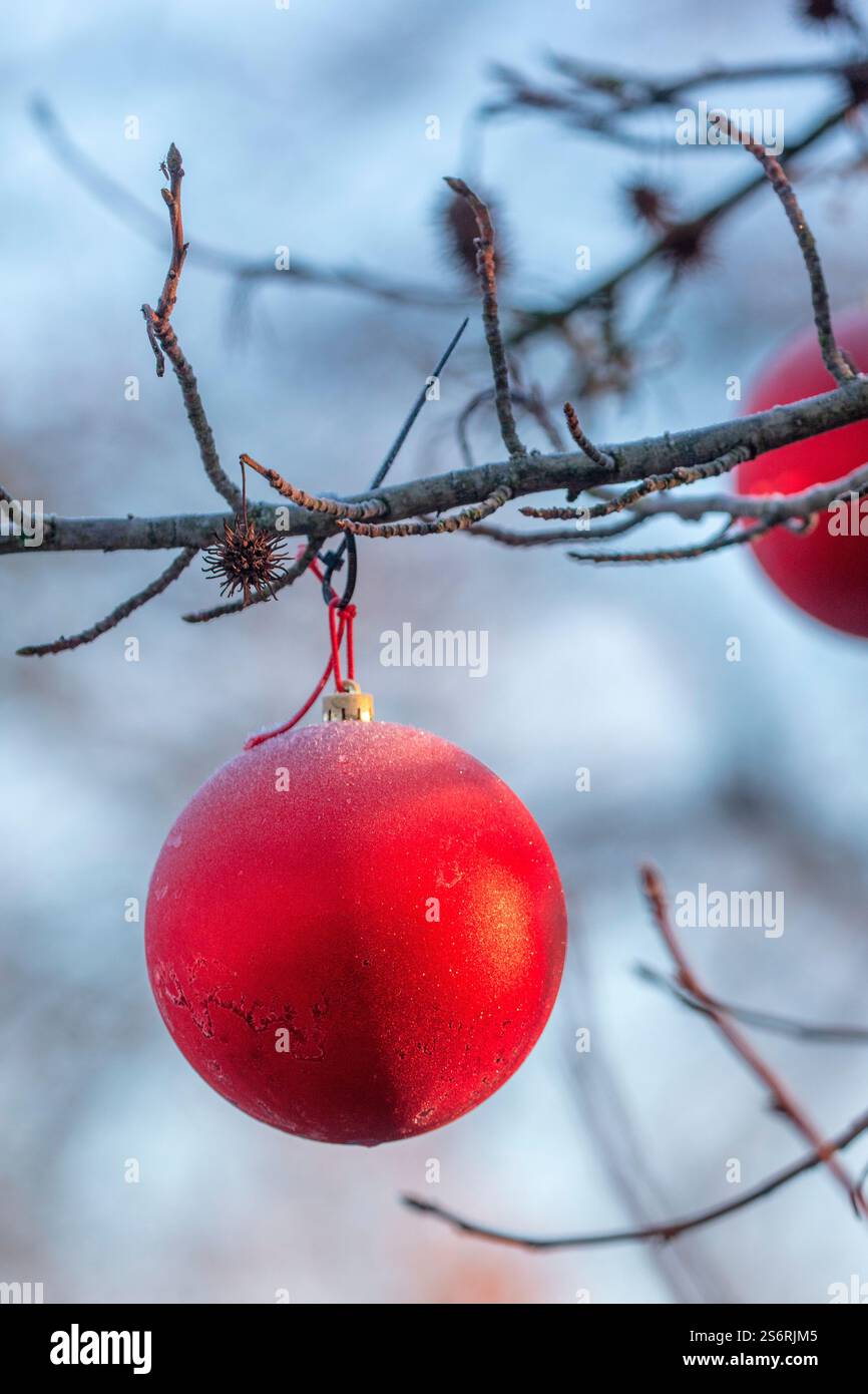 Christmas baubles on an amber tree (Liquidambar styraciflua Stock Photo ...
