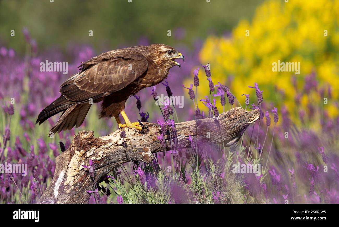 Garigue vegetation hi-res stock photography and images - Alamy