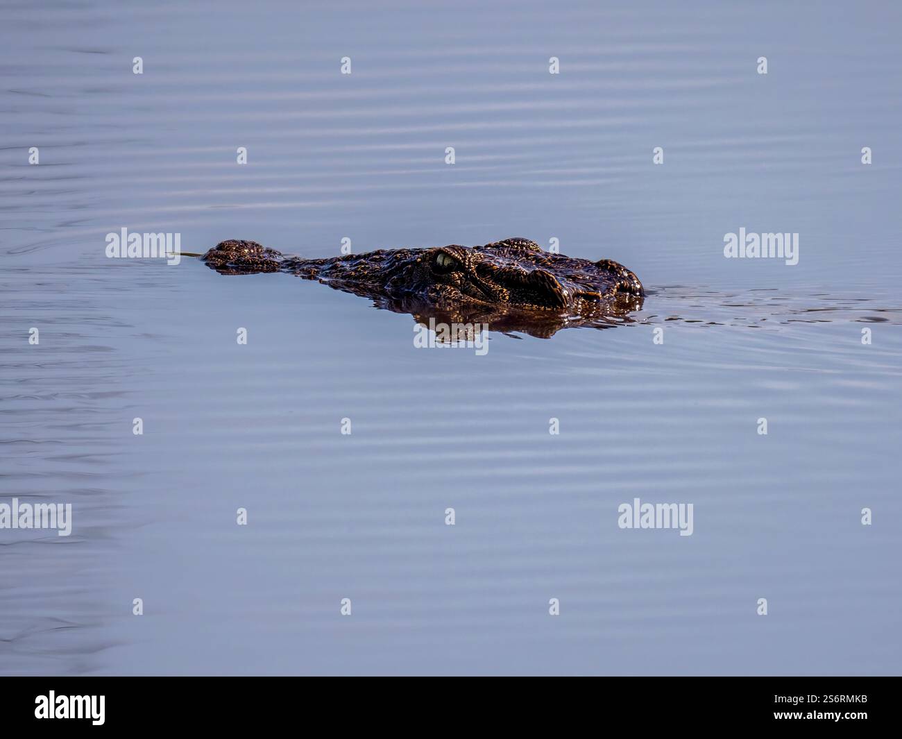The head of a Nile crocodile (Crocodylus niloticus) in a pond in the ...
