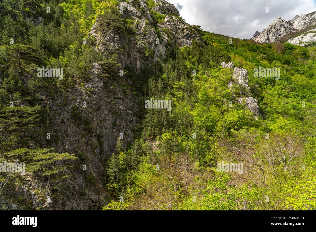 Beech forests in the Velika Paklenica gorge in Paklenica National Park ...