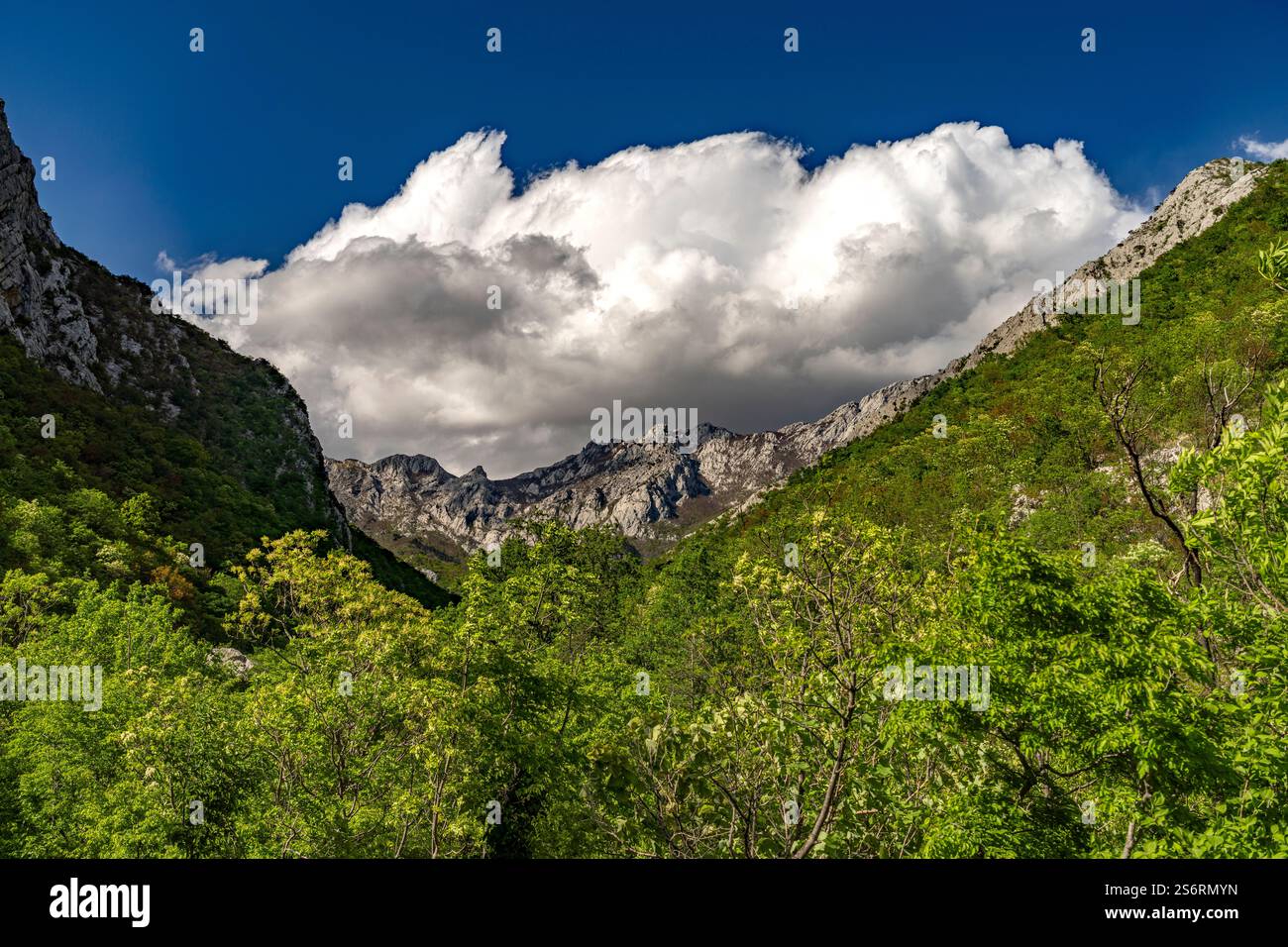 Beech forests in the Velika Paklenica gorge in Paklenica National Park ...