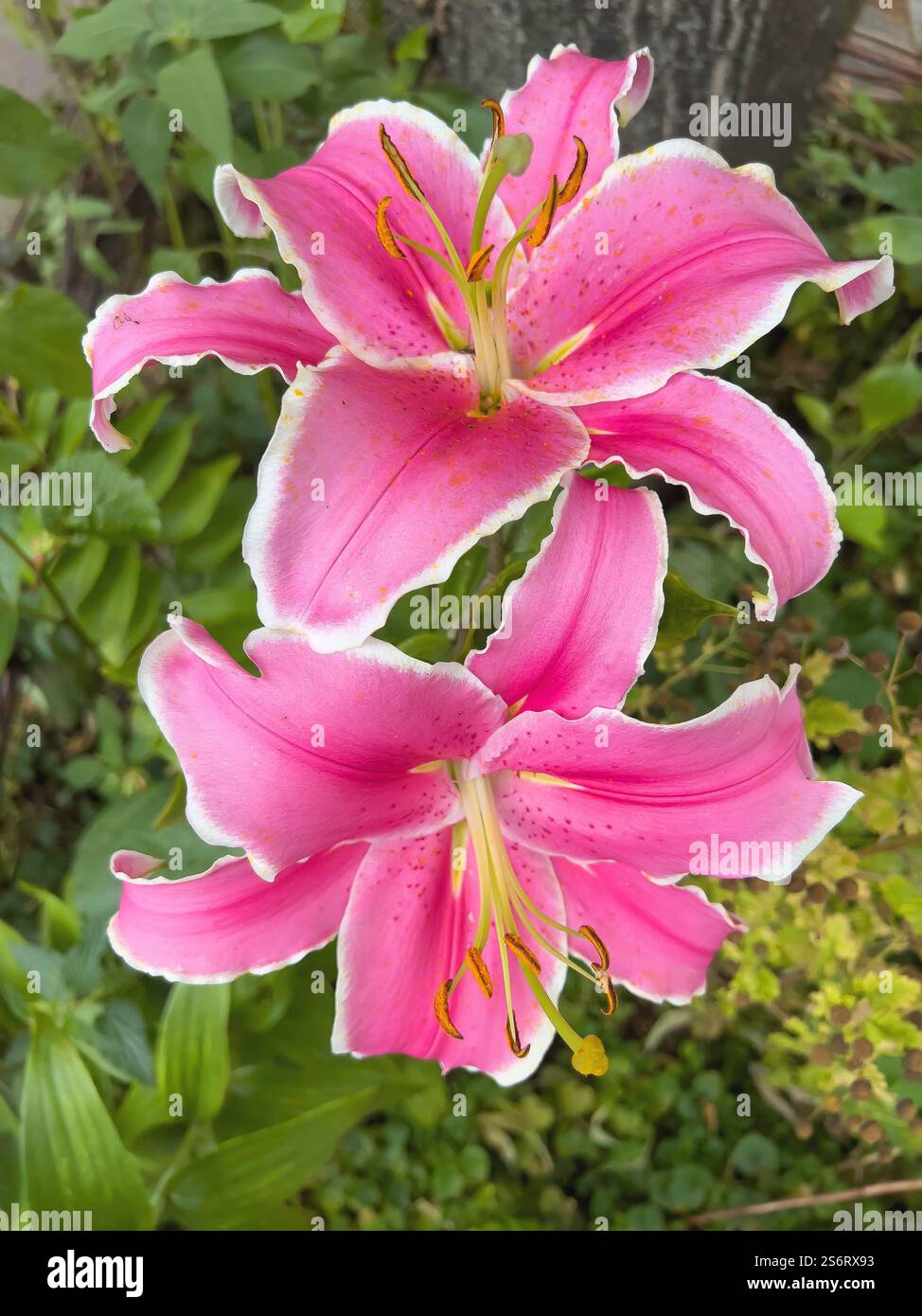 Japanese Lily (Lilium speciosum), flowers, Germany Stock Photo - Alamy