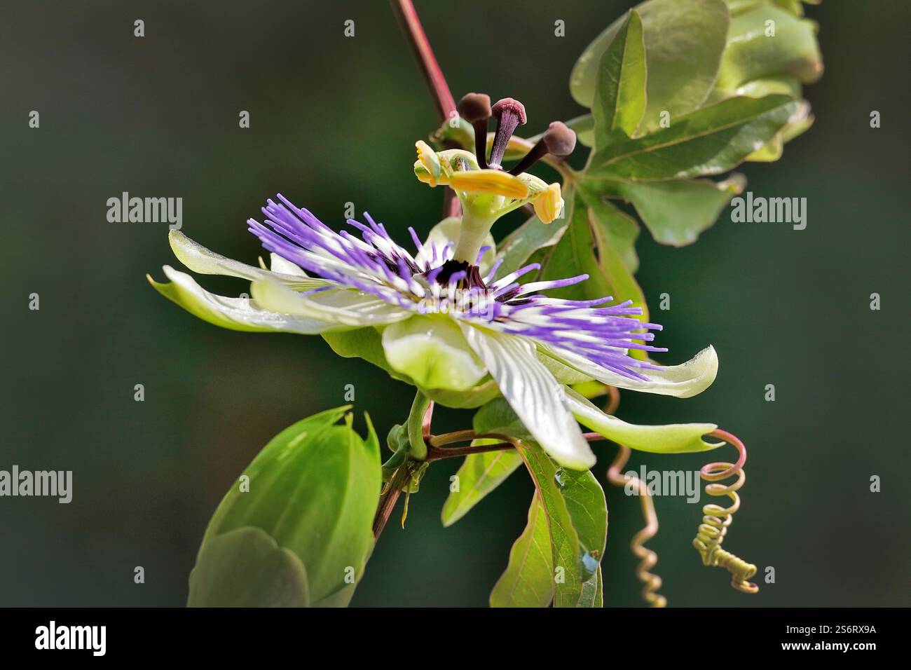 Blue Passionflower (Passiflora caerulea), flower, side view, Germany ...