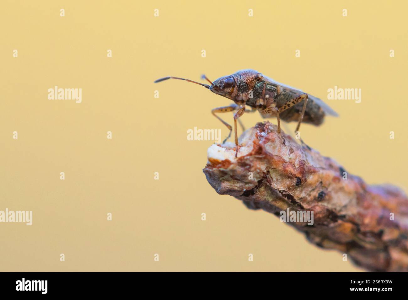false chinch bug (Nysius ericae), sitting on a branch, Germany, Baden ...