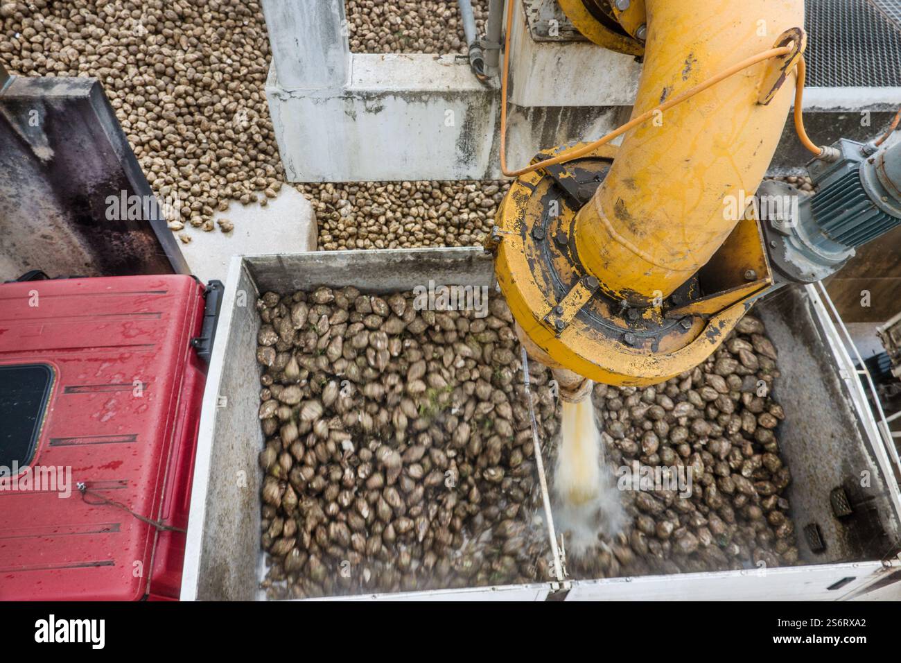 Sugar beet, Sugar-beet, Beet root, Sugar-beet root (Beta vulgaris var ...