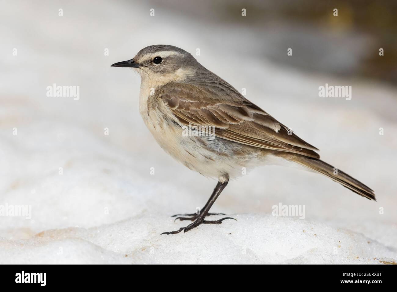 Alpine pipit, Mountain pipit, Rock pipit, Water pipit (Anthus ...