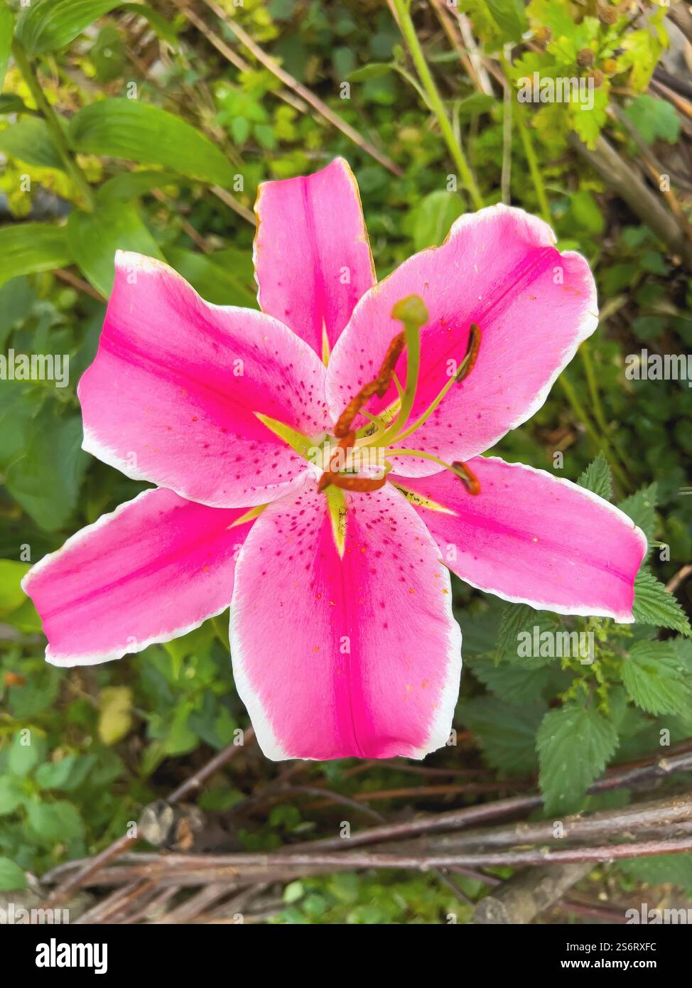 Japanese Lily (Lilium speciosum), flower Stock Photo - Alamy