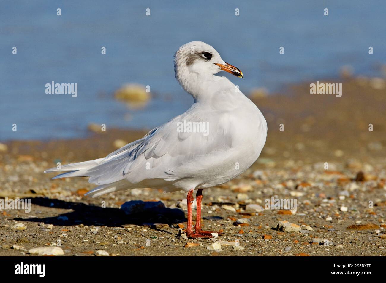 mediterranean gull (Ichthyaetus melanocephalus, Larus melanocephalus ...
