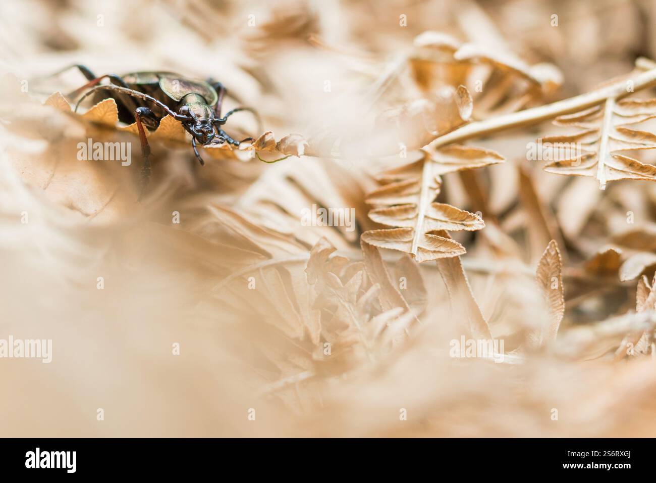 Wood carabid beetle (Carabus silvestris), sitting on a fern, front view ...