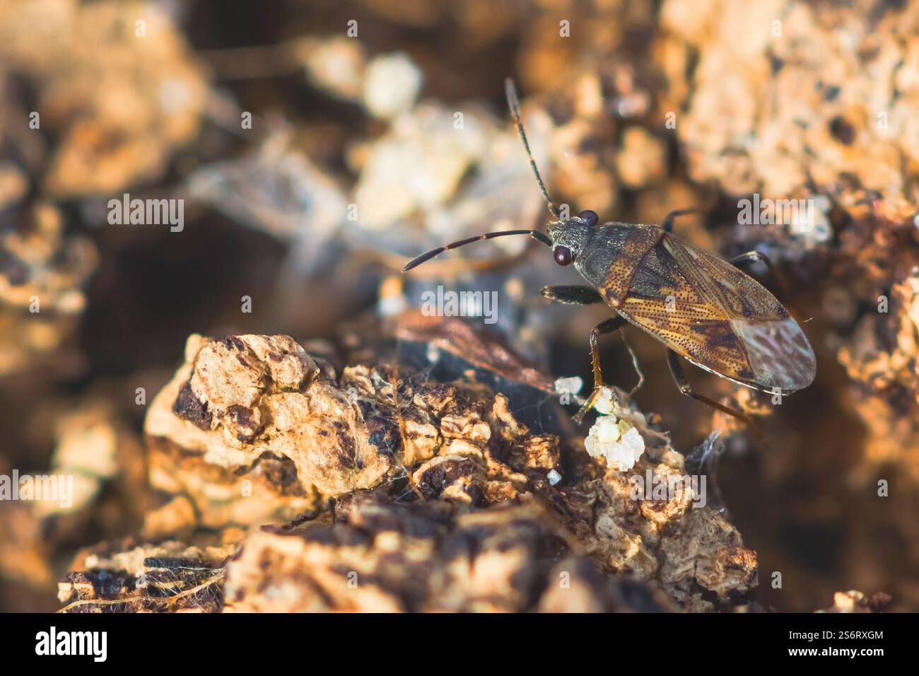 Dirt-colored seed bug (Sphragisticus nebulosus), top view, Germany ...