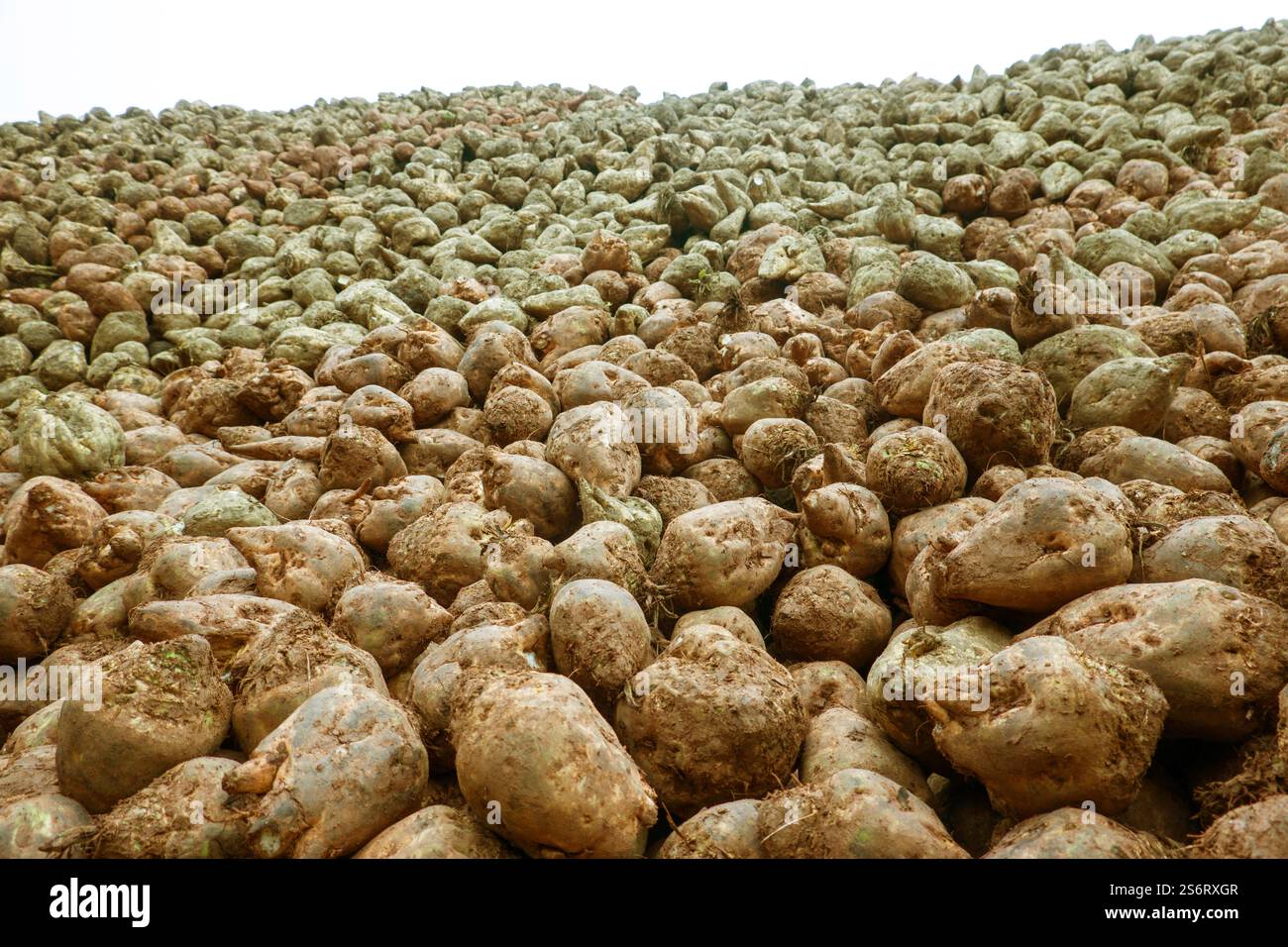 Sugar beet, Sugar-beet, Beet root, Sugar-beet root (Beta vulgaris var ...