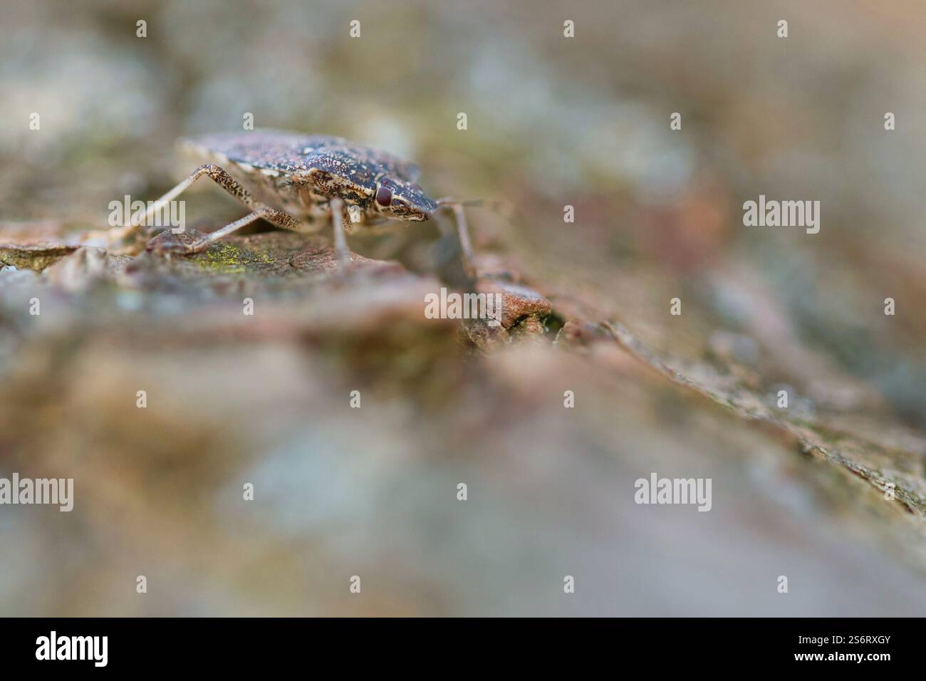 Brown marmorated stink bug (Halyomorpha halys), sitting on bark, front ...