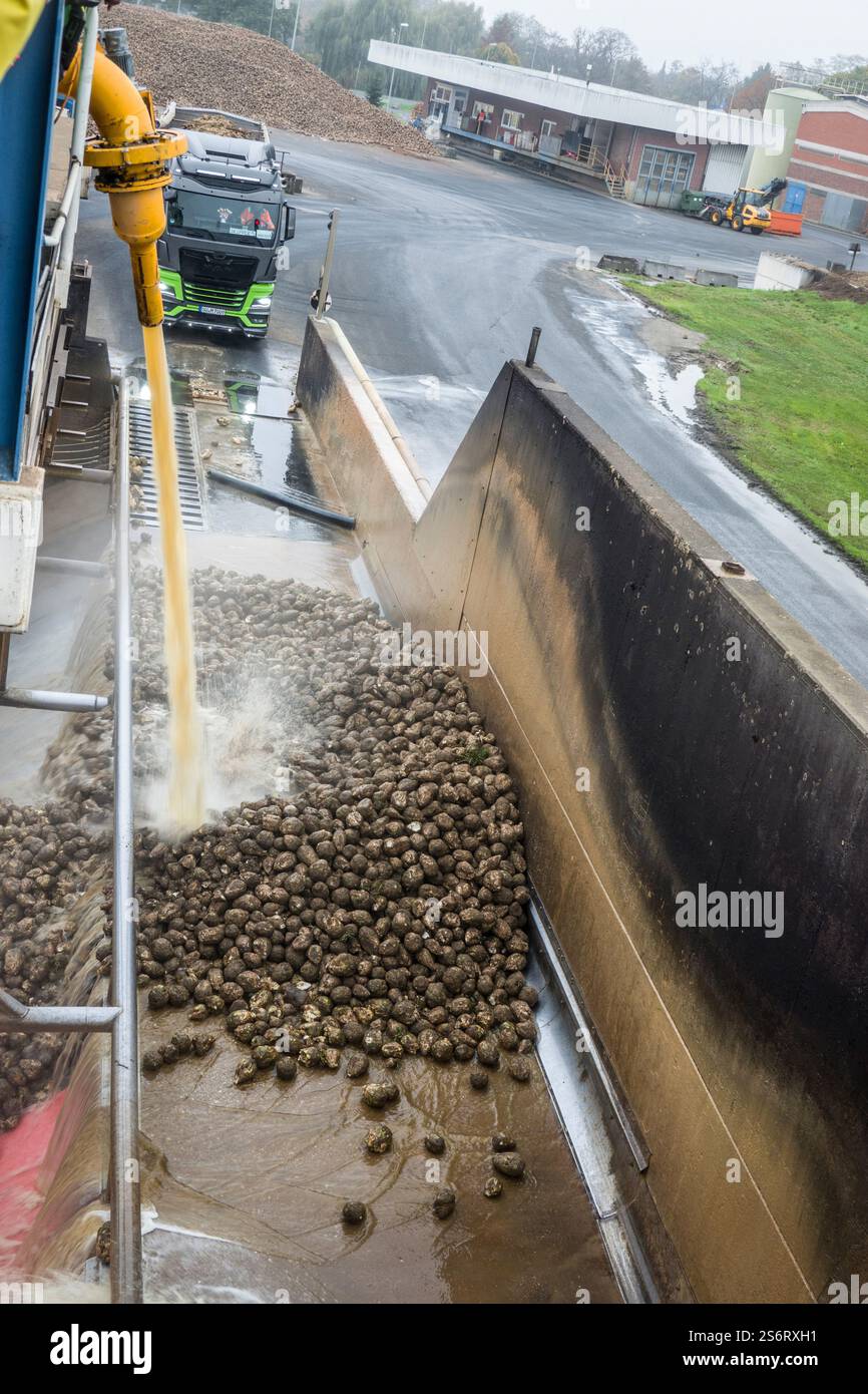 Sugar beet, Sugar-beet, Beet root, Sugar-beet root (Beta vulgaris var ...