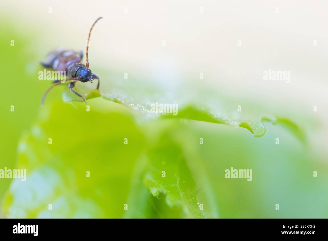 White banded longhorn beetle, White-banded longhorn beetle (Poecilium ...