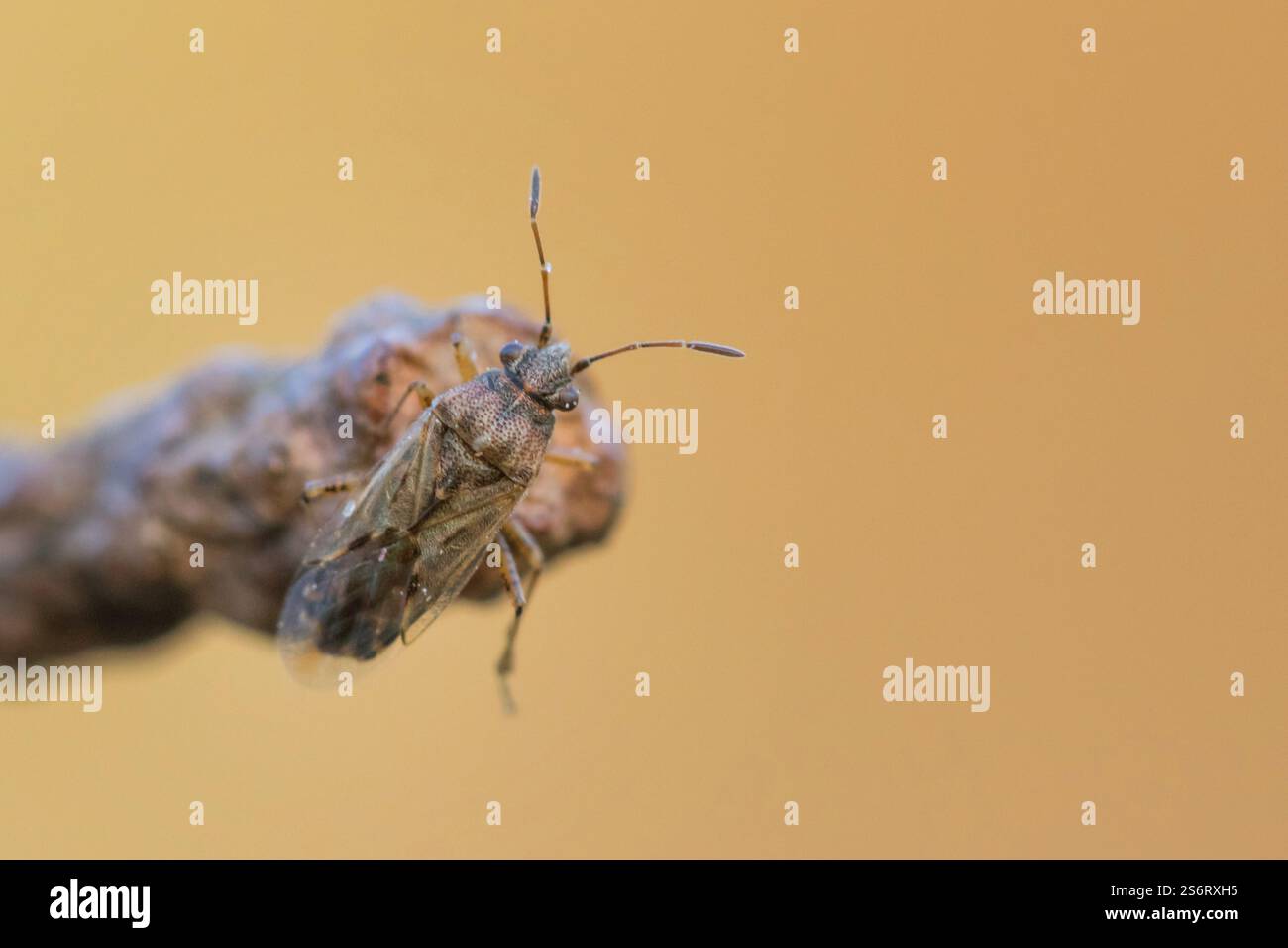 false chinch bug (Nysius ericae), sitting on a branch, top view ...